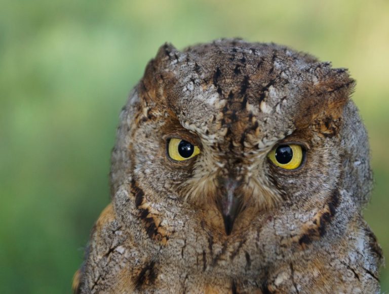 Alla scoperta dell'assiolo: il piccolo rapace notturno che "chiama" l ...